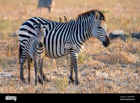 Plains Zebra Of The Subspecies Crawshays Zebra Equus Quagga Crawshayi