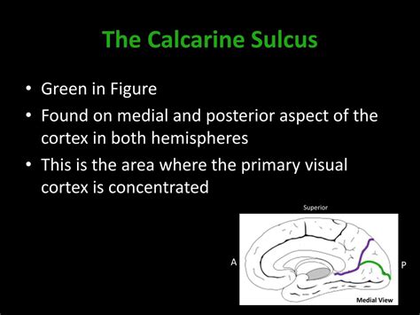 Ppt Neuroanatomy Tutorial Powerpoint Presentation Free Download Id