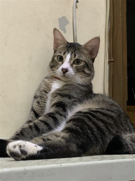 Chonk Squirrel R Pics