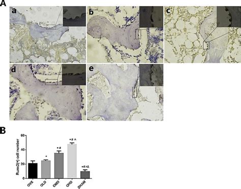 A Immunohistochemical Staining Of Runx2 Â40 Revealed The Different