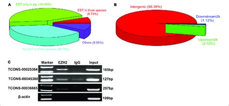 The Verification Of Ezh2 Binding Novel Lincrnas A The Est Download Scientific Diagram
