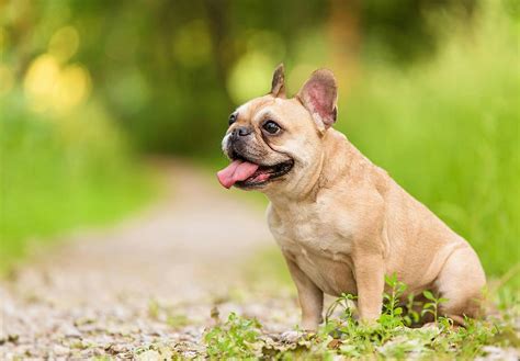 フレンチ・ブルドッグ（フレブル）の性格や特徴は？飼い方のコツや寿命、歴史などを解説【獣医師監修】 ワンクォール