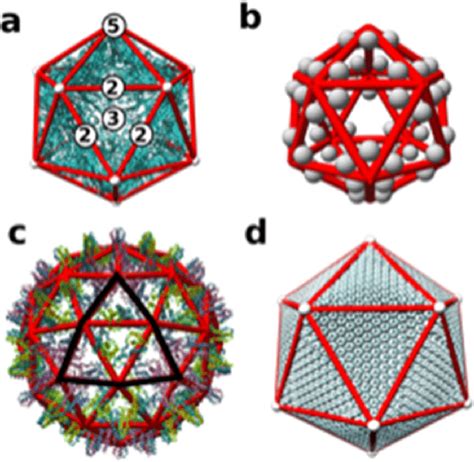 Historic Mathematical Models Of Virus Architecture A Viruses Exhibit