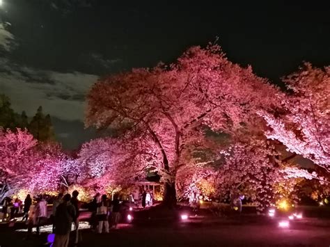 Naked ネイキッド 新宿御苑の夜桜 ひつじこのめえめえ日記