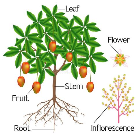 Plant Mango Tree Stock Illustrations 1953 Plant Mango Tree Stock Illustrations Vectors