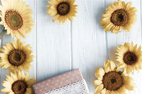 나무 배경에 선물 해바라기와 상자의 꽃 인사말 카드 서브 해바라기와 가을 배너입니다 꽃이 있는 텍스트의 프레임입니다 위에서 보기 0명에 대한 스톡 사진 및 기타 이미지