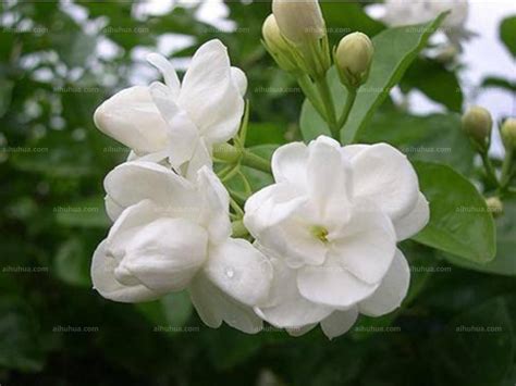 毛茉莉图片 秋季的毛茉莉图片大全 花卉网