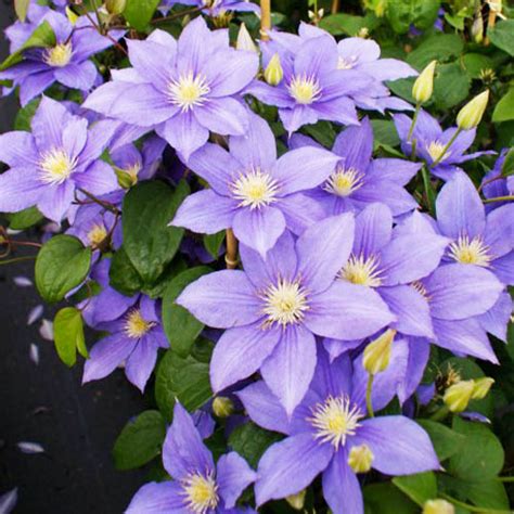 Clematis Beauty of Worcester (Patens Group) for Sale online in EU ...