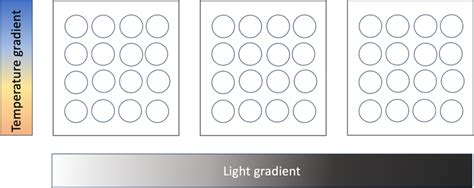 Diagrammatic Representation Of The Gradient Table Where Microscopic