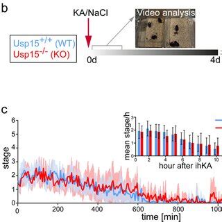 Status Epilepticus Is Comparable In Usp15 Mice And Wild Type