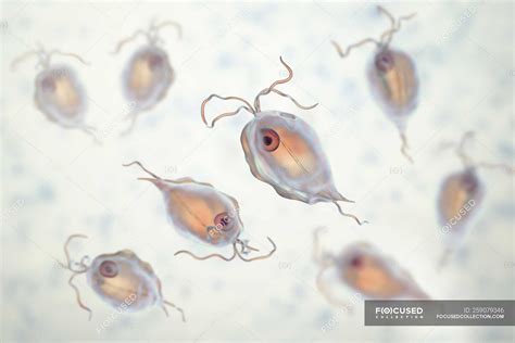 Trichomonas Hominis Under Microscope