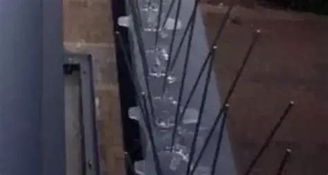 Bird Proofing Dunstable Pigeon And Solar Panel Proofing Experts