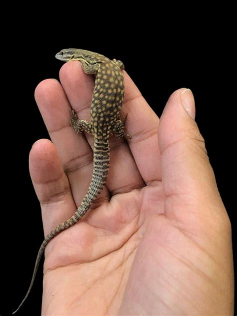 Full Grown Ackie Monitor