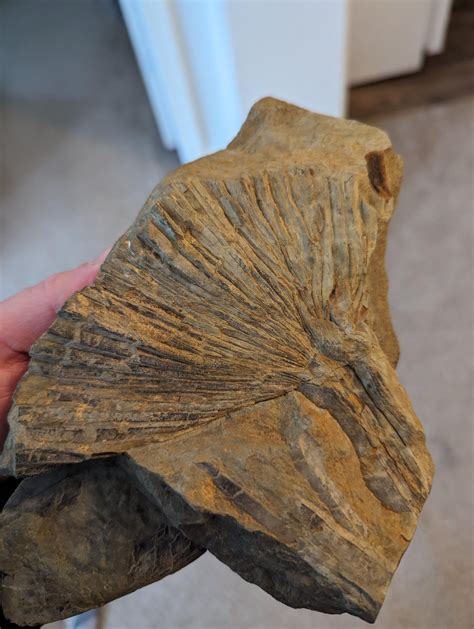 Compression Fossil What Is It Found In The Cascades East Of
