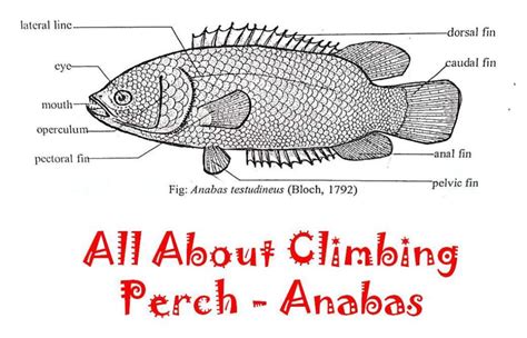 Anabas Testudineus Diagram Habit And Habitat Characters Climbing Perch