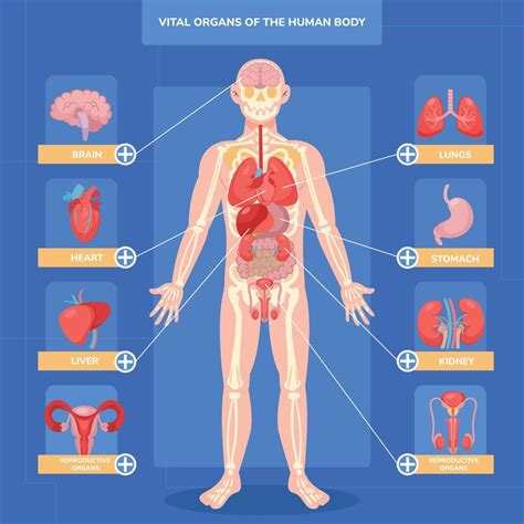 Human Body And Organs Diagram Muscular And Endocrine System Youtube