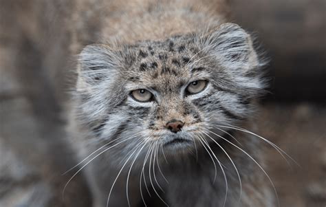 How Did They Get Up There Pallass Cat Discovered For First Time On