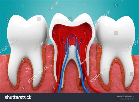 Human Tooth Structure Cross Section Pulp Stock Illustration 2269848199 Shutterstock