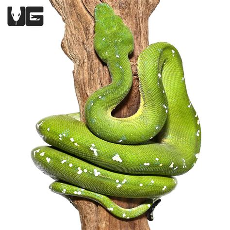 Adult Aru Green Tree Python 1 Morelia Viridis For Sale Underground Reptiles