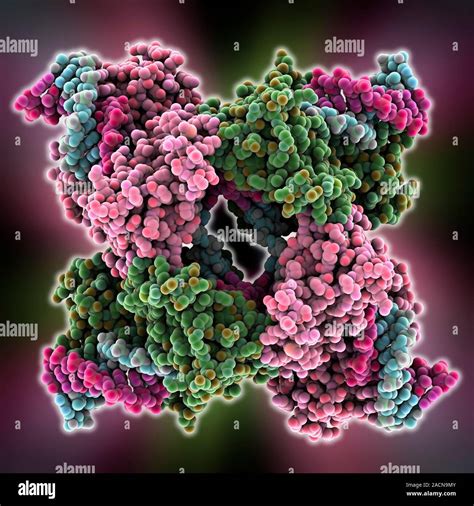 Enzyme Catalysing Dna Recombination Molecular Model Of The Enzyme Cre