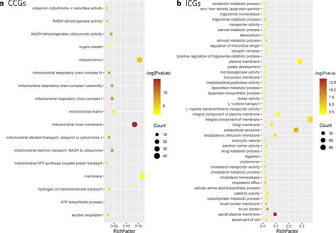 Gene Ontology Go Enrichment Analysis Of Ccgs And Icgs The X Axes
