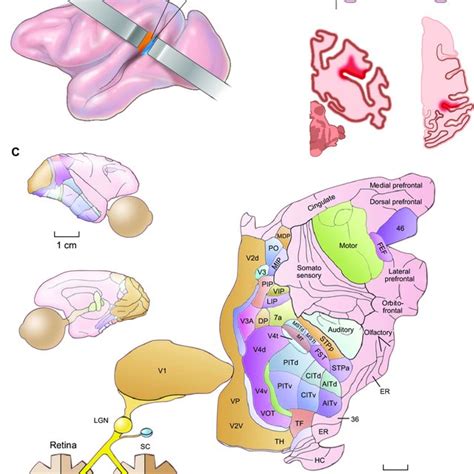 Pdf Primate Extrastriate Cortical Area Mst A Gateway Between Sensation And Cognition