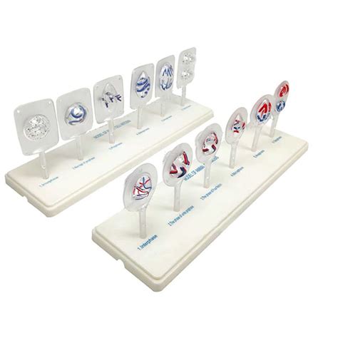 Anatomy Teaching Model Animal Cell Model Animal Cell Meiosis Model