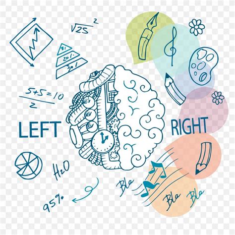 Lateralization Of Brain Function Euclidean Vector Cerebral Hemisphere