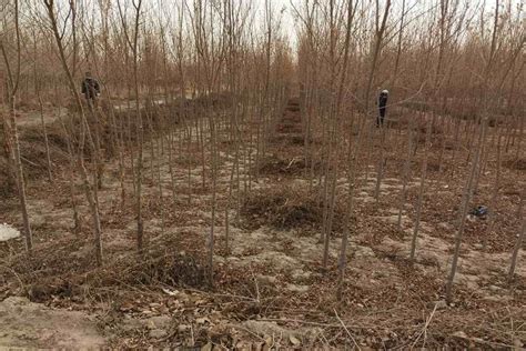 国有高台县三桥湾林场全力做好春季造林苗木供应准备工作 高台县人民政府门户网站