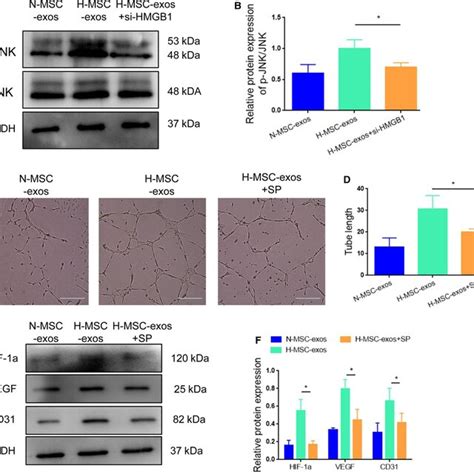 Exosomal Hmgb1 Up‐regulates Hif‐1α Expression A C Quantitative Download Scientific Diagram