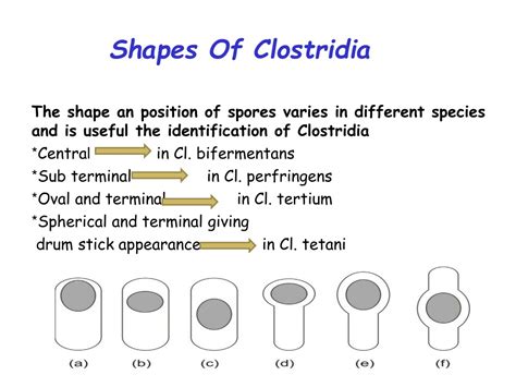 Ppt Clostridium Bacteria Anaerobic Growth And Pathogenicity