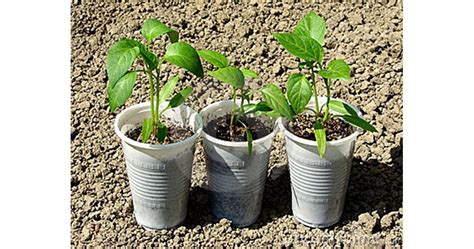 Засаждане на домати само в топлите райони Български Фермер