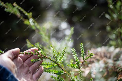 Premium Photo Scientist Researcher Studying Soil And Forest Health