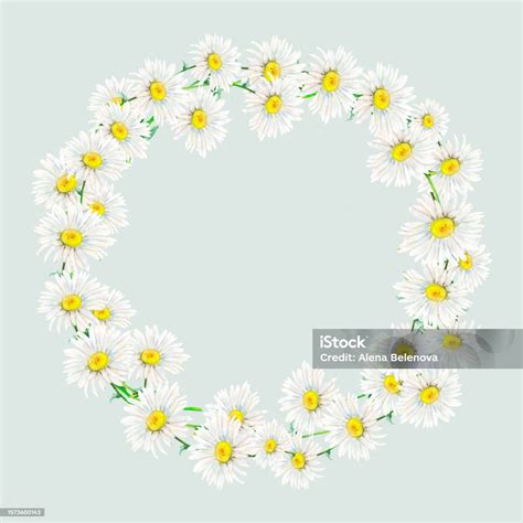 손으로 그린 카모마일 화환 연한 녹색 배경에 고립된 섬세한 꽃들의 수채화 꽃 그림 초원 야생화는 섬유 인쇄 로고 엽서 디자인 및 초대장을 위해 멋지게 그려져 있습니다 꽃