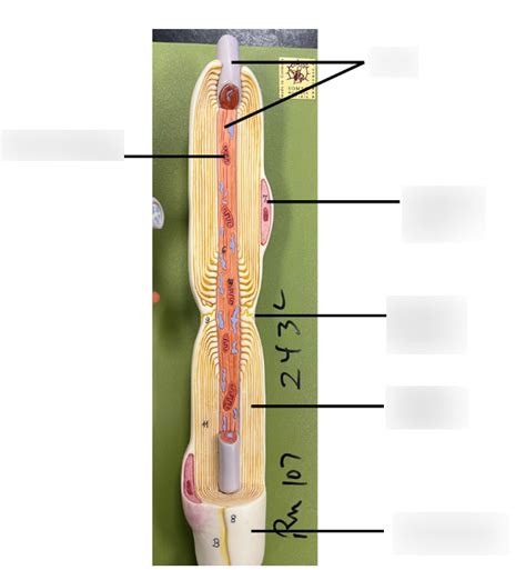 Axon Diagram Quizlet