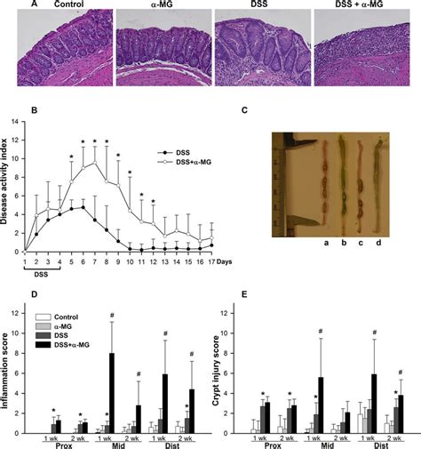 A Hematoxylin And Eosin Staining In Distal Colon From Mice Following Download Scientific