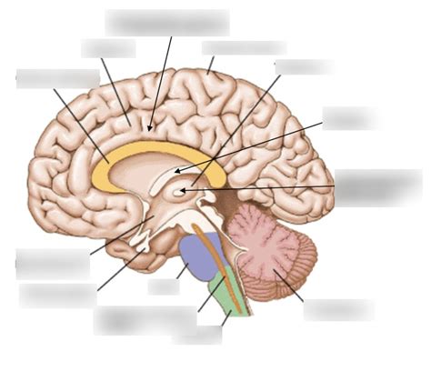 Additional Midline Structures Diagram Quizlet
