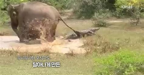 오늘의 영상 어딜 감히” 아기 코끼리 건드린 악어의 최후