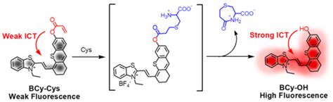 Molecules Free Full Text A New Lysosome Targeted Nir Fluorescent Probe For Specific