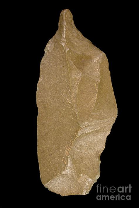 Neolithic Stone Punch Photograph By Pascal Goetgheluck Science Photo Library Pixels