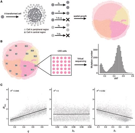 Spatial Tumor Growth Model A Schematic Of The Spatial Tumor Growth Spatial Tumor Growth Model A Schematic Of The Spatial Tumor Growth