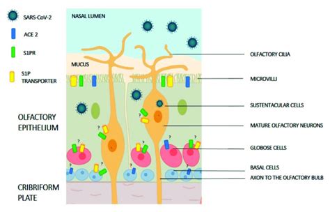 Schematic Organization Of Olfactory Epithelium Known Major Cell Types