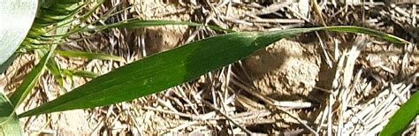 Wheat Disease Object Detection Dataset By Project Xzfx4