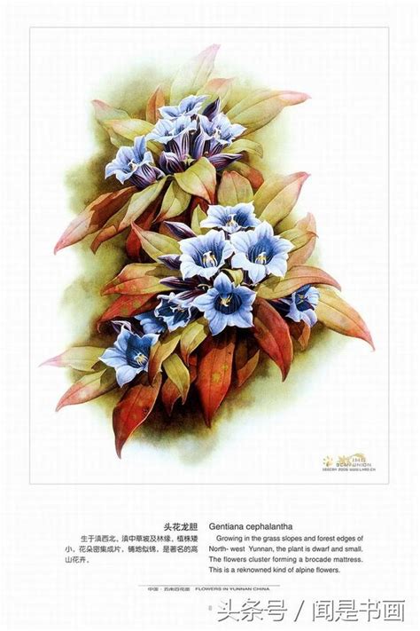 曾孝濂——《中国云南百花图》全集并带花卉介绍 每日头条