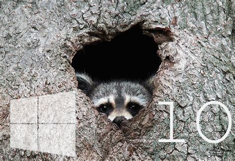 Настройка параметров конфиденциальности Windows 10 G