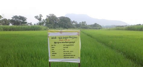 Tillering Stage Of Rice Crop In Experiment Treatment T 2 Download