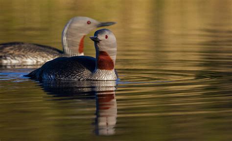 Red Throated Loon Pair At Home In A License Image 14458701 Lookphotos