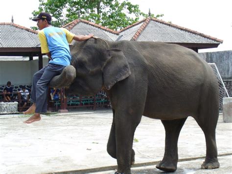 Levi Suwitha Net Worth Age Height Weight Early Life Career Dating Bio Facts Millions