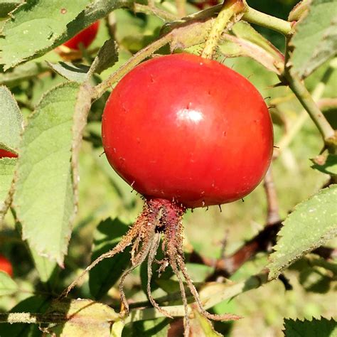 Sweet Red Berry Briar Growing On Bush With Leaves Green 5373848 Stock