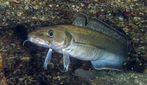 Ling Molva Molva Ocean Info